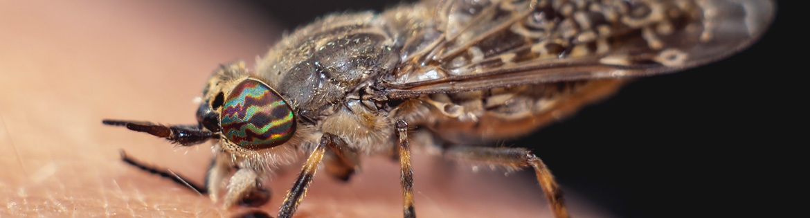 Insectes volants - SOS-Parasites